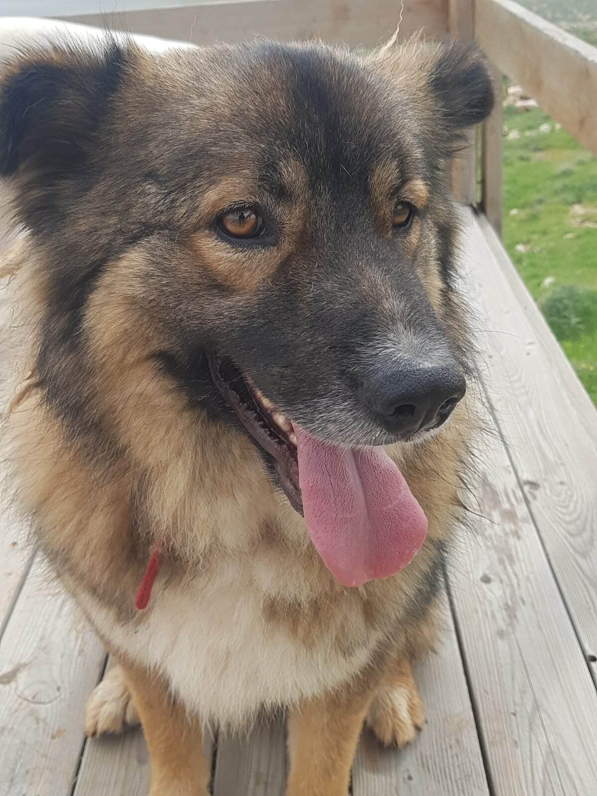 פנסיון לכלבים החל מ-₪100 ללילה - באלו - Balu מלון בוטיק לכלבים, הכנסו