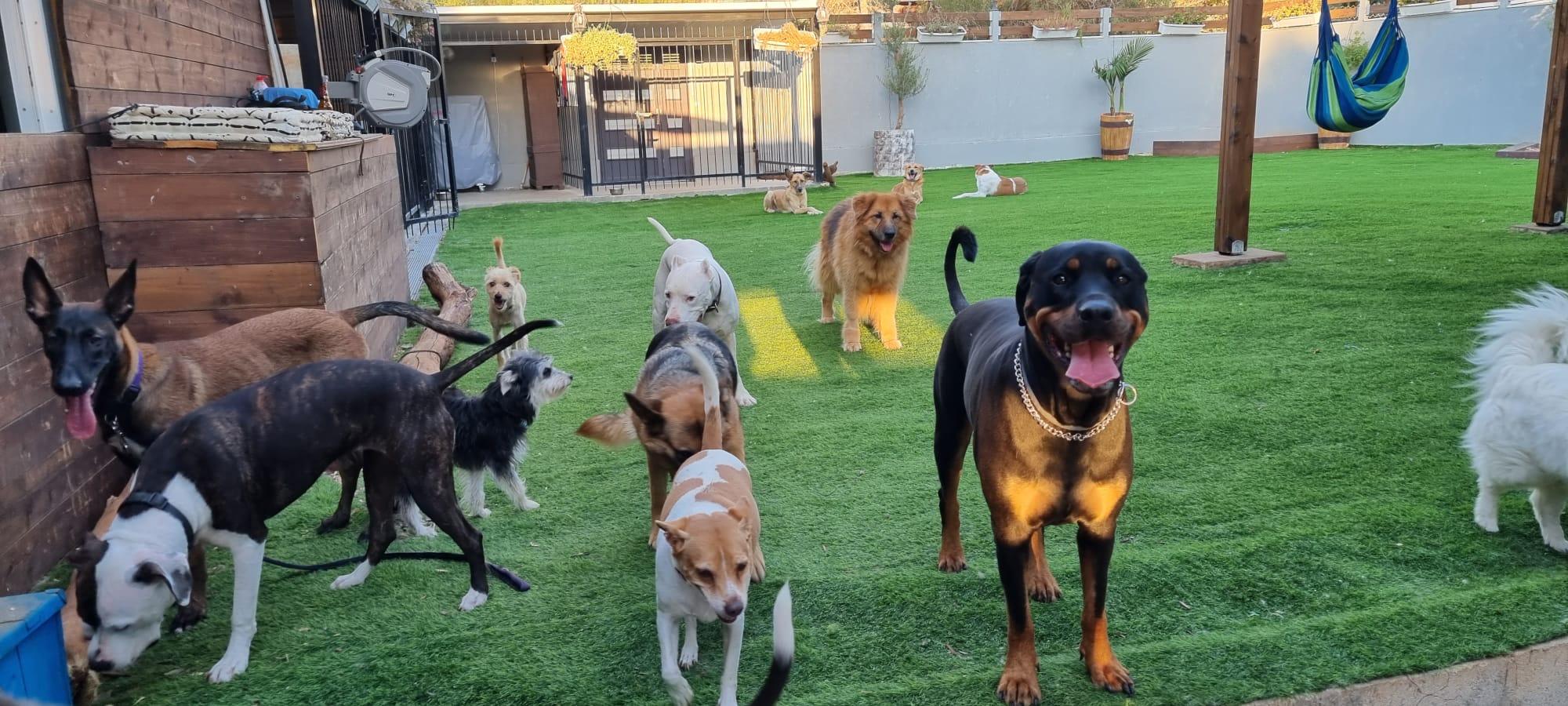 מה זה פנסיון כלבים טוב ואיכותי - Balu Dogs