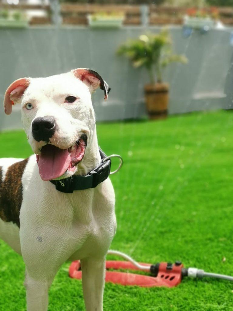 גלריה - Balu Dogs