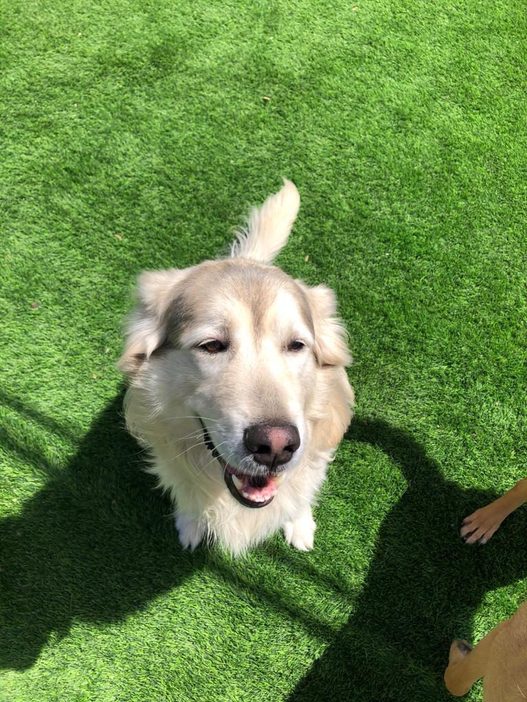 גלריה - Balu Dogs