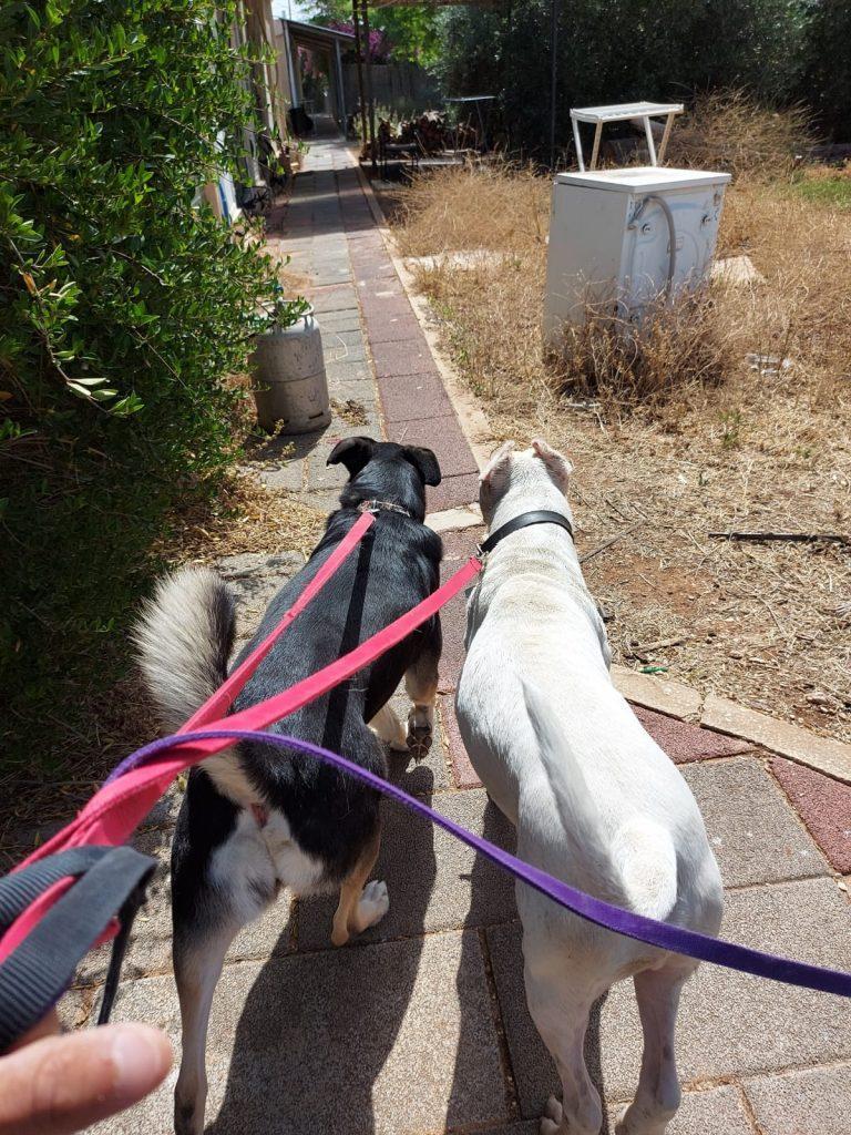 גלריה - Balu Dogs