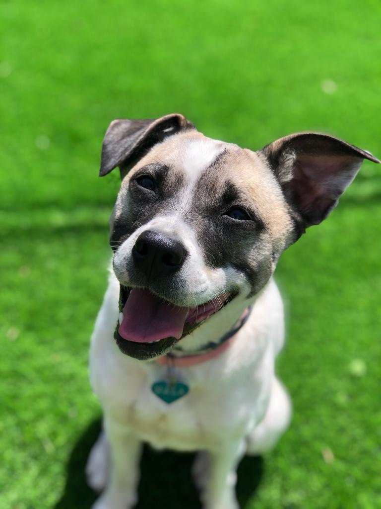 גלריה - Balu Dogs