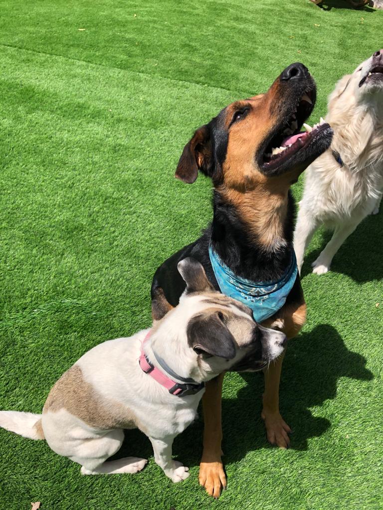 גלריה - Balu Dogs