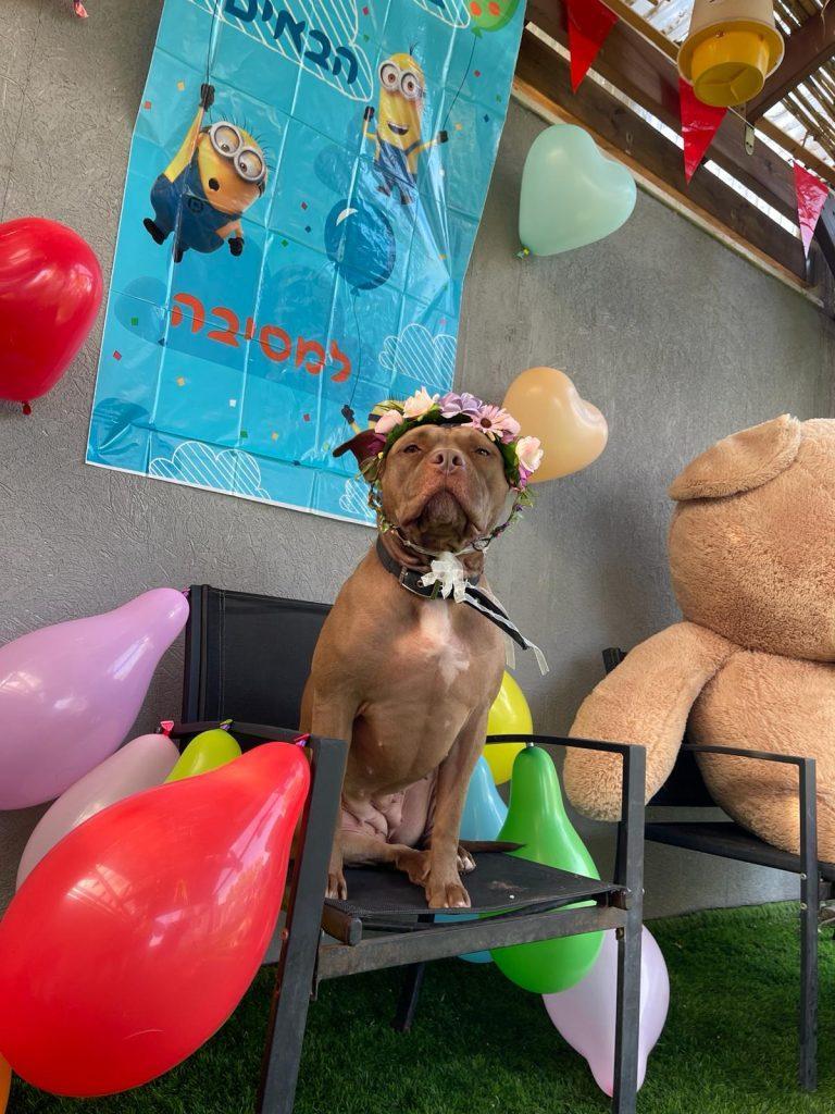 להקת כלבים גדולים - Balu Dogs