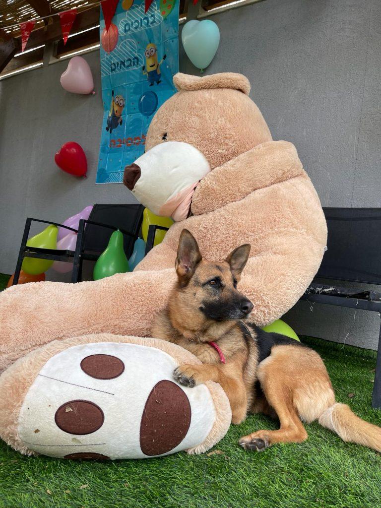 להקת כלבים גדולים - Balu Dogs