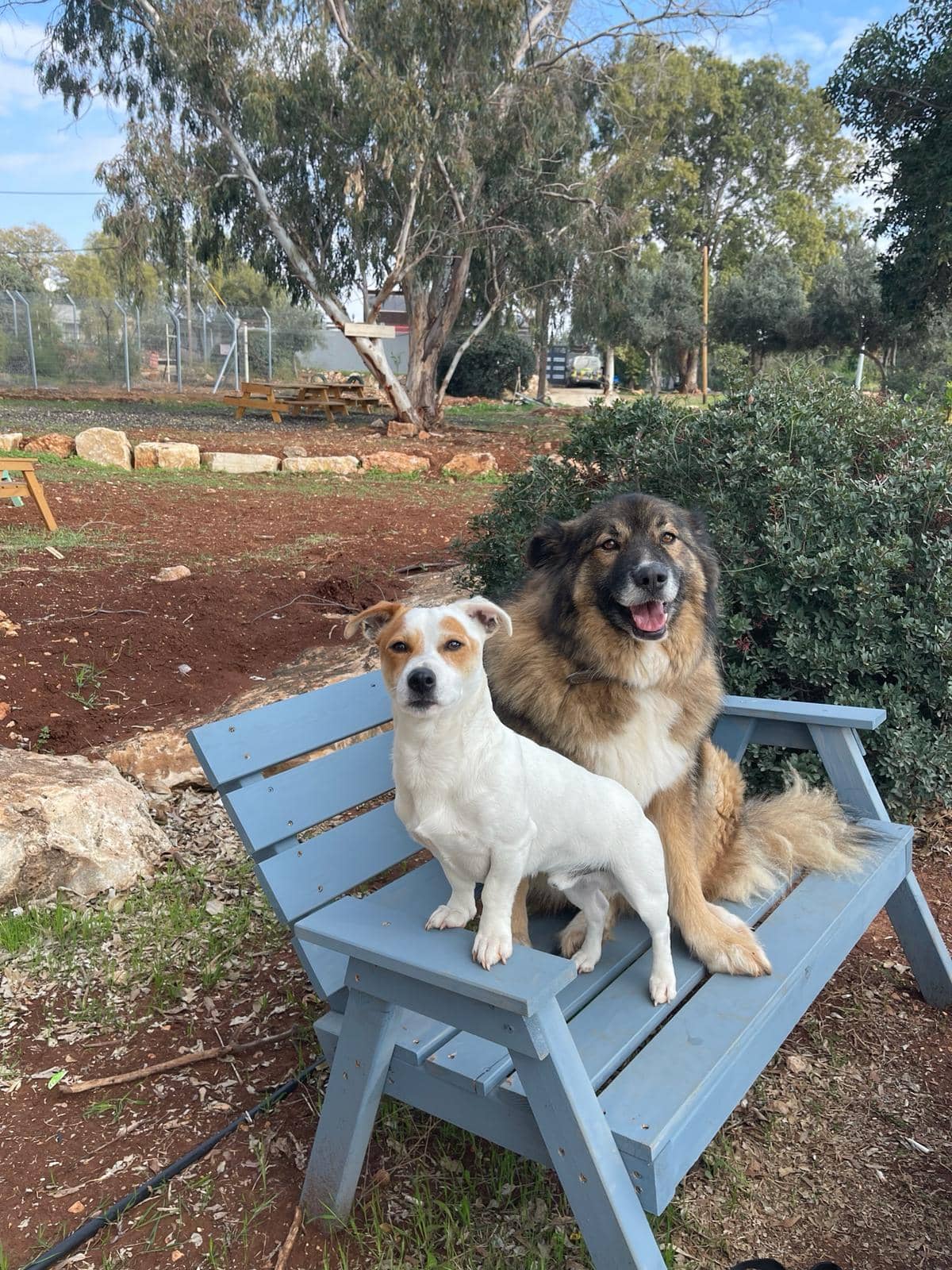 הלהקות של באלו - Balu Dogs